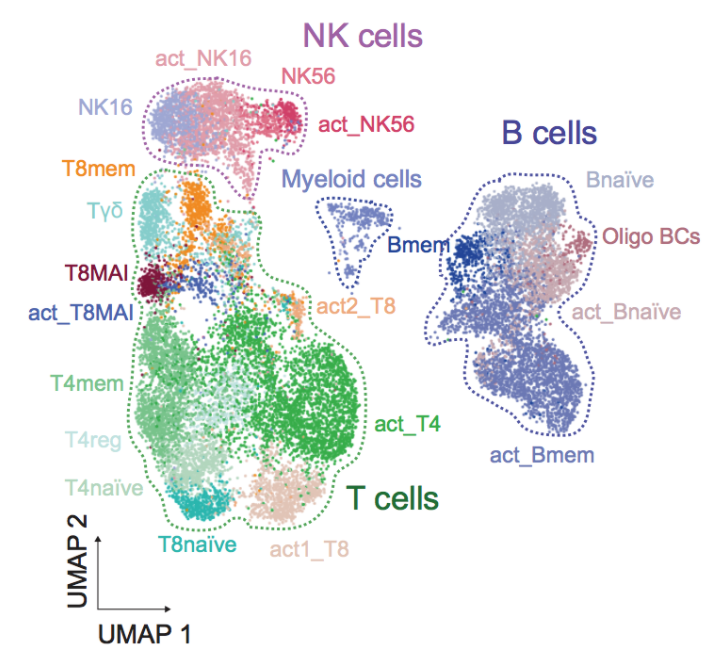 Single-cell Atlas of Common Variable Immunodeficiency